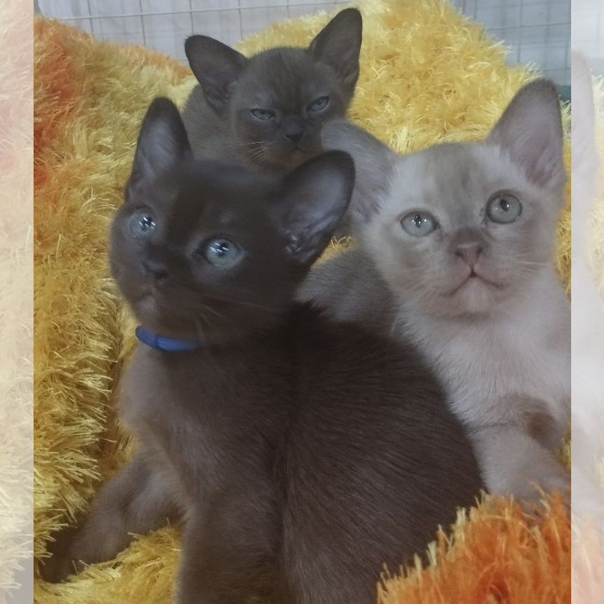 Мальчики Европейской Бурмы