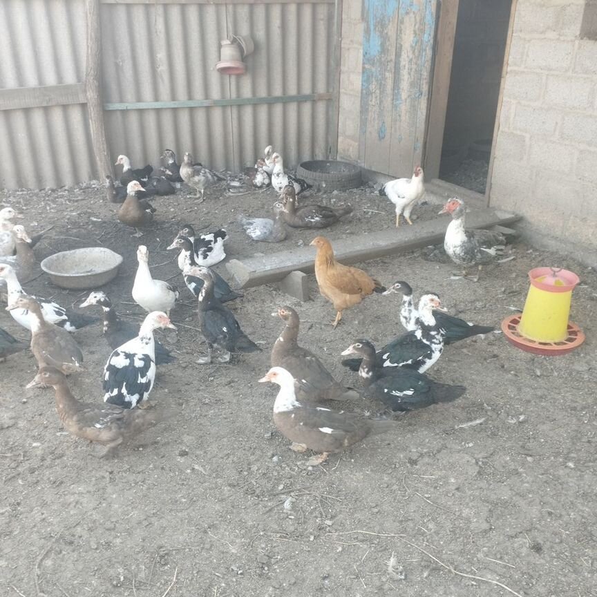 Продам индоуток