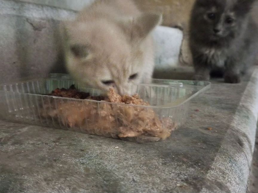 Котята в добрые руки