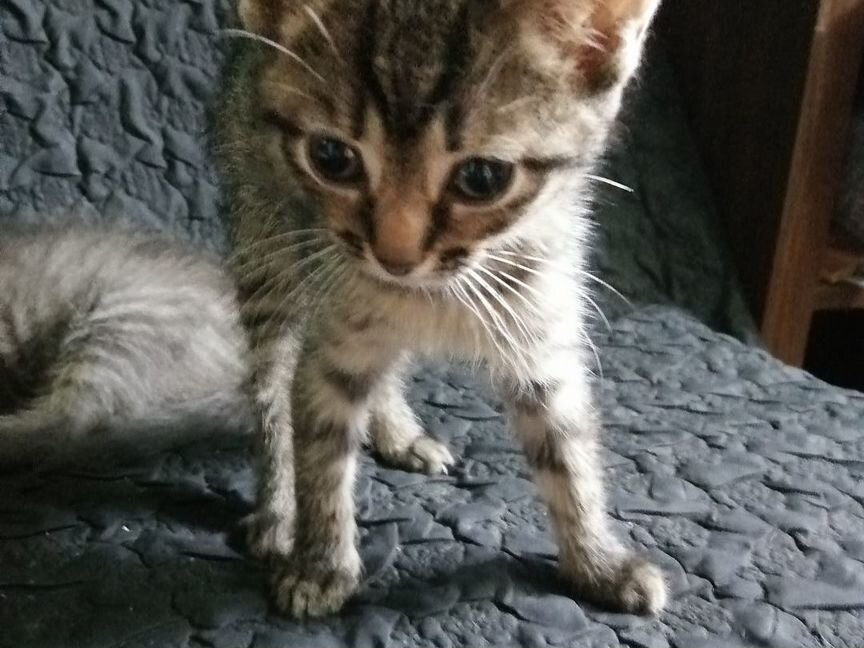 Отдам в добрые руки