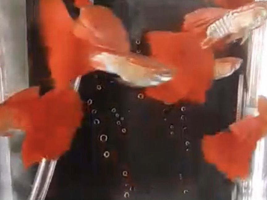 Гуппи чистая линия 8 видов