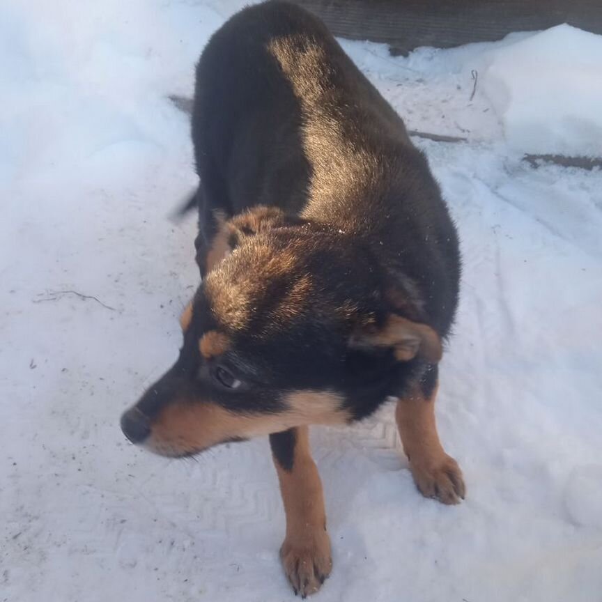 Щенок в добрые руки