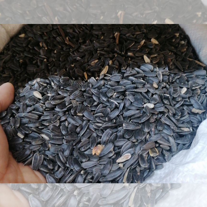 Семечки подсолнечника для птиц