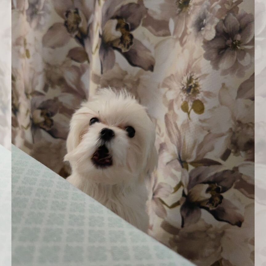 Мальтийская болонка, щенок