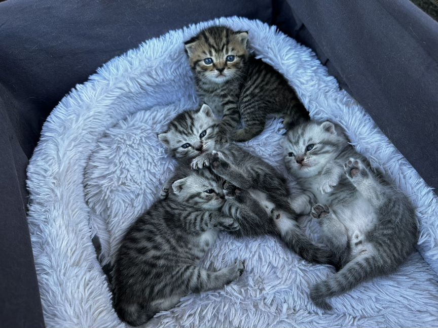 Британские вислоухие котята