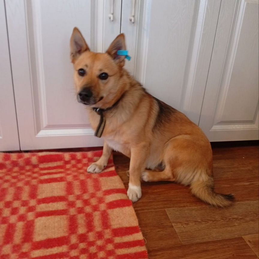 Ася в добрые руки