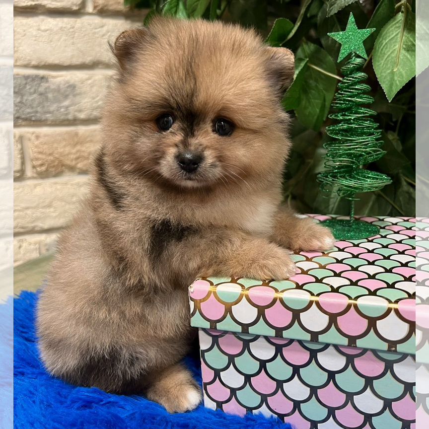 Померанский шпиц мальчики