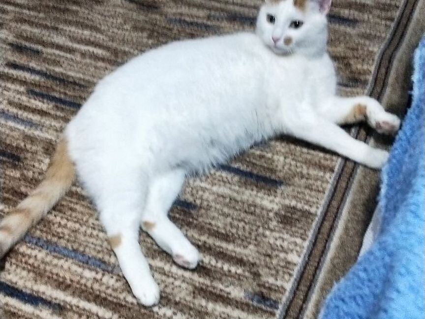 Кошки в добрые руки