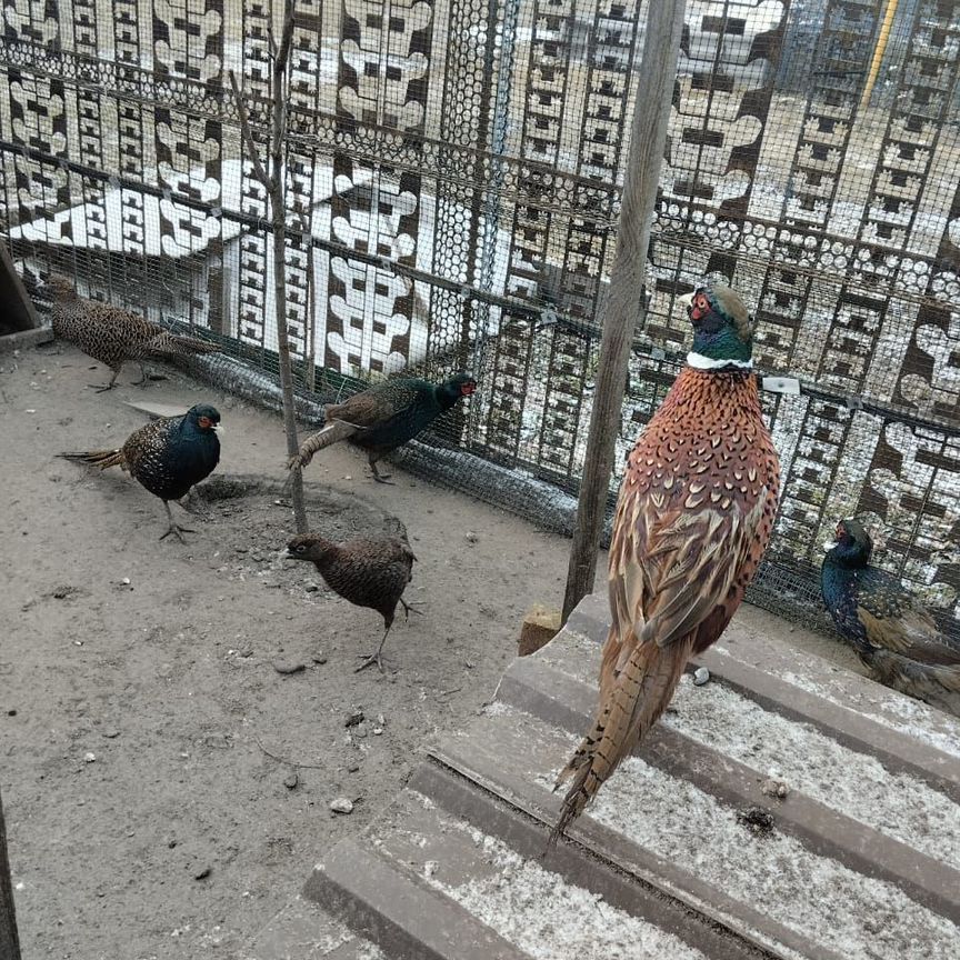 Фазан румынский