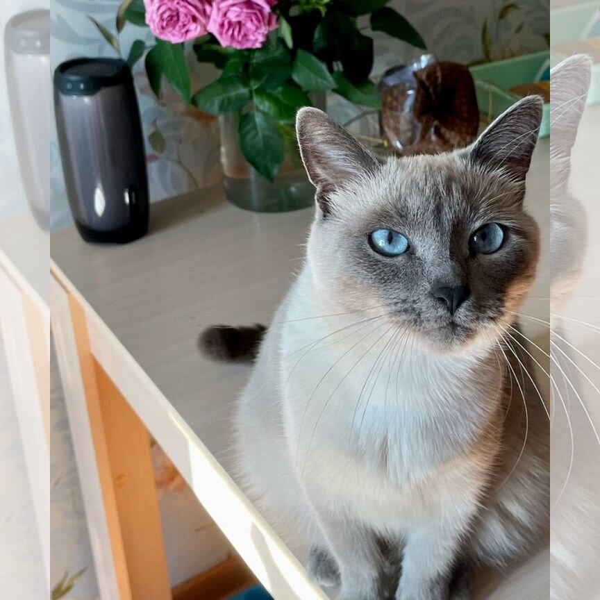 Сиамския кошка бесплатно