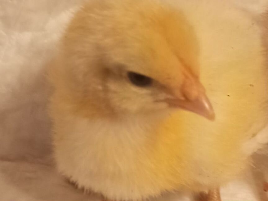 Цыплята бресс галльские и синь-синь-дянь