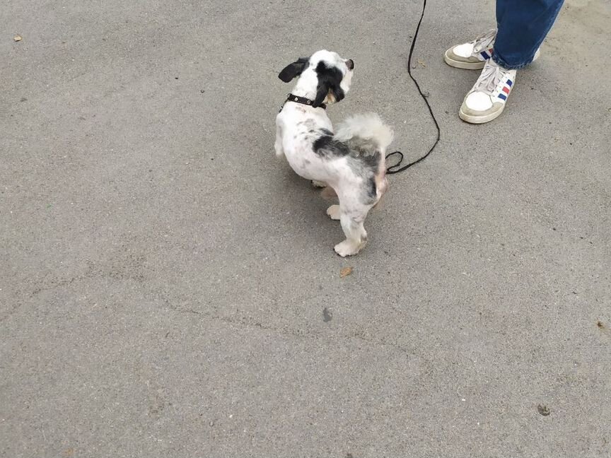 Бивер йорк, 2,5 года