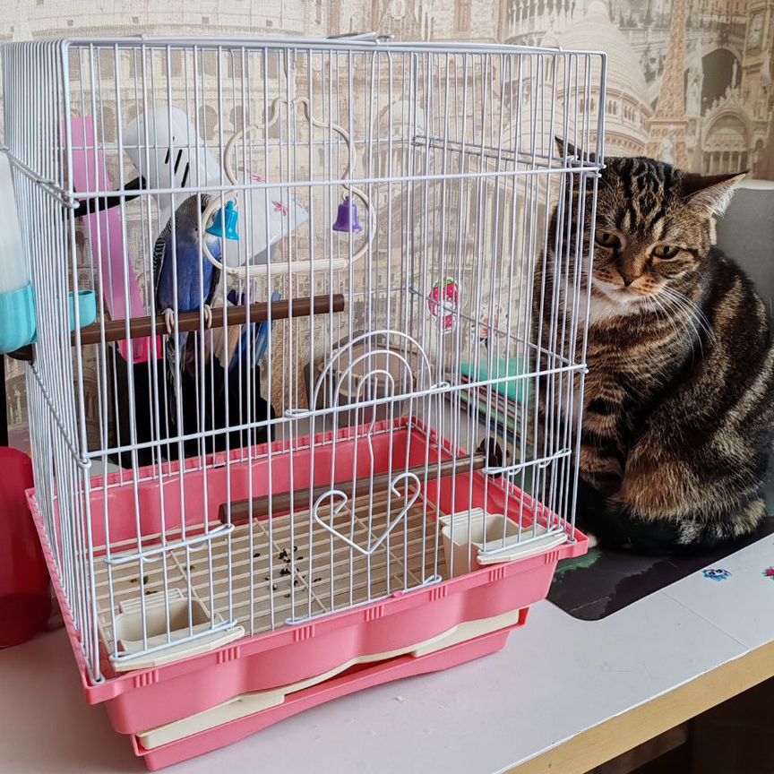 Отдам бесплатно попугая