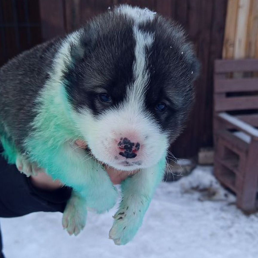 Щенки Алабая продажа