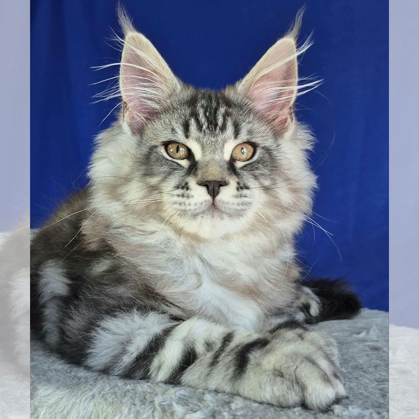 Мейн-кун котёнок