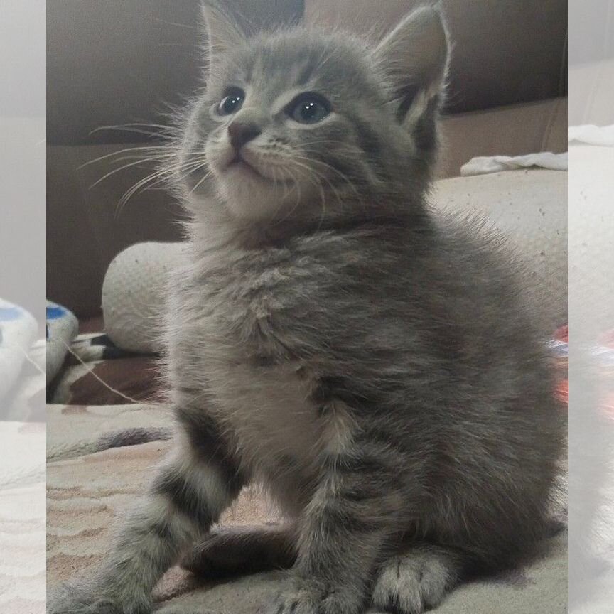 Котёнок от частного владельца