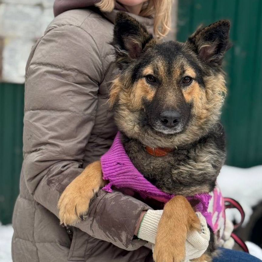 Щенок в добрые руки