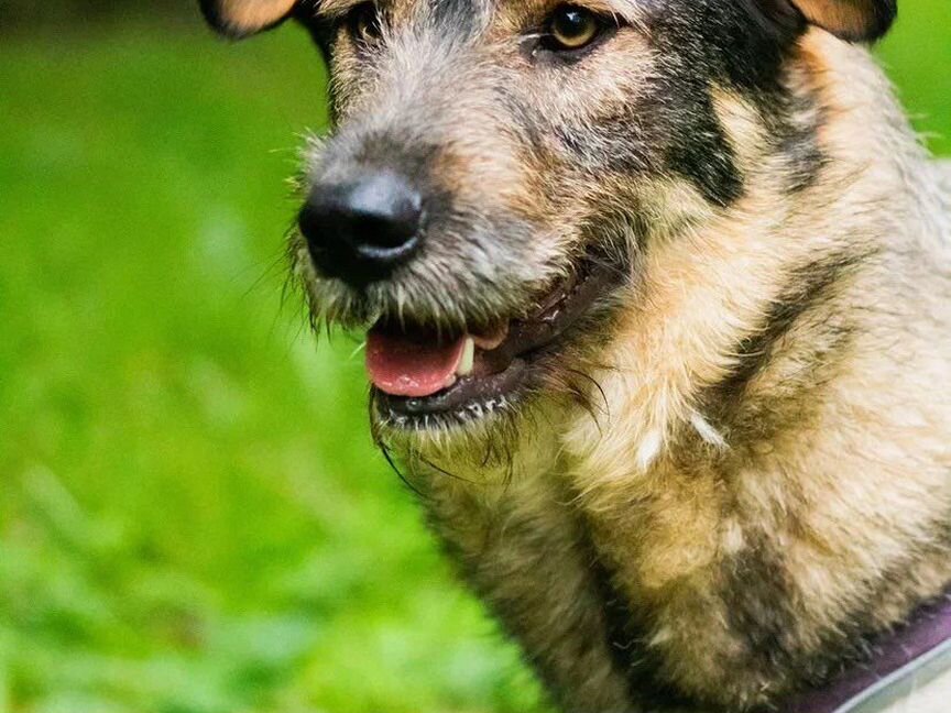 Фокс ищет дом