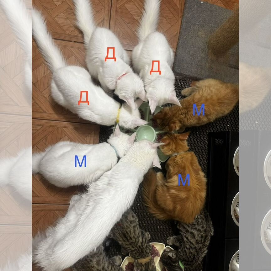 Мейн-кун котёнок