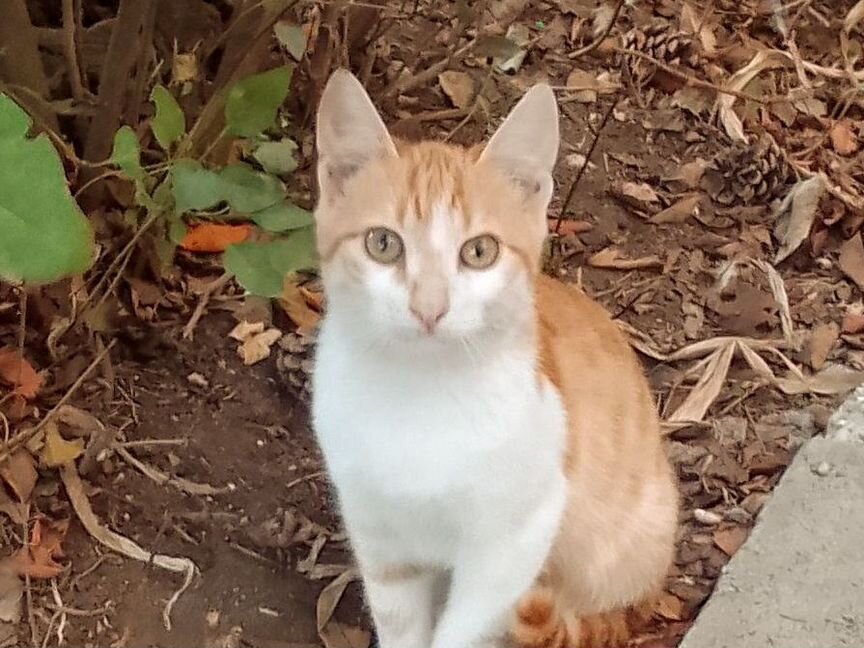 Красивые котята выживают на улице