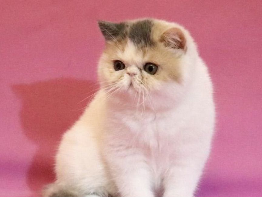 Экзотическая кошечка