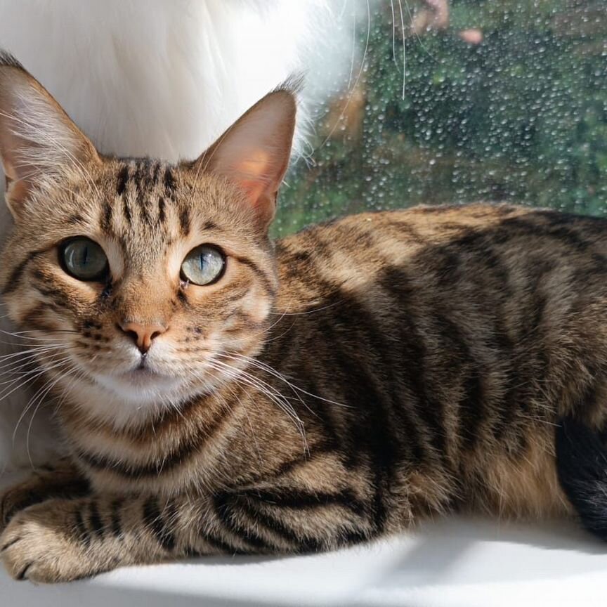 Бенгальская кошка