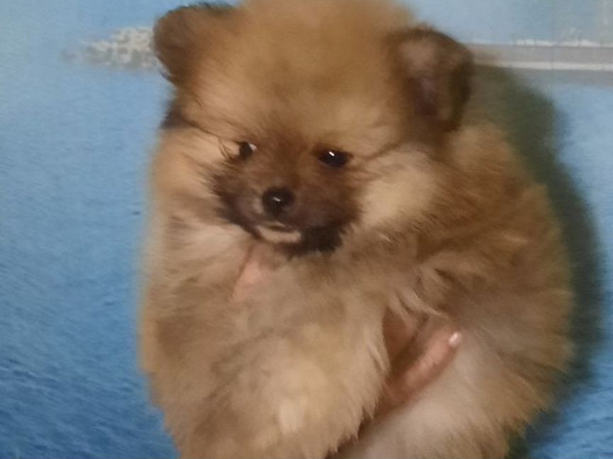 Померанцы шпицы мини