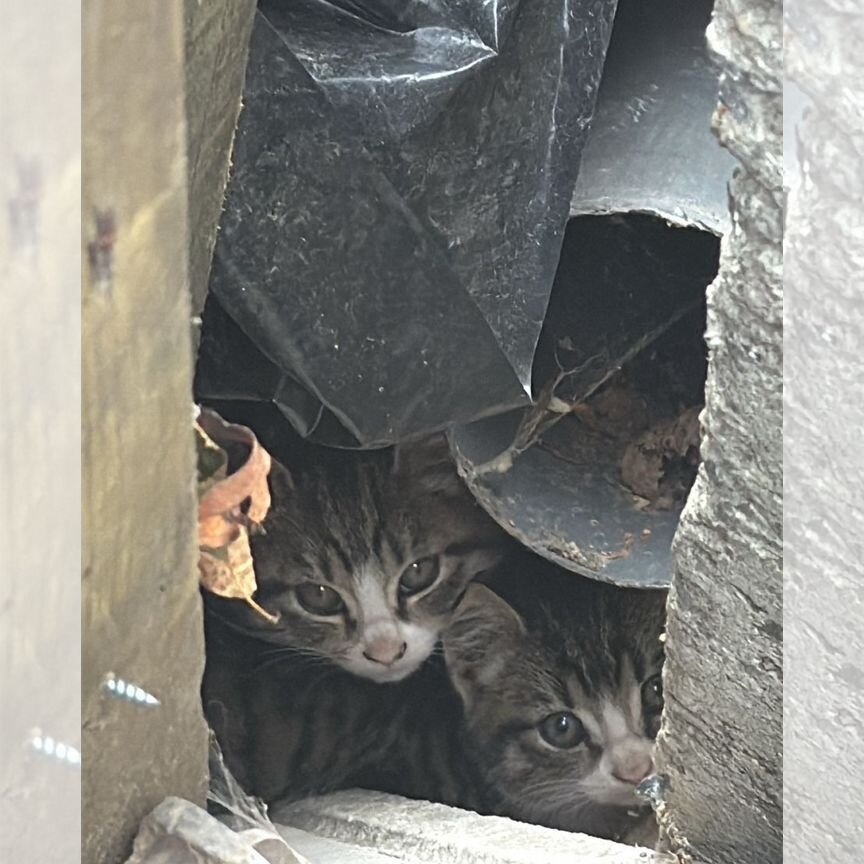 Котята ищут дом