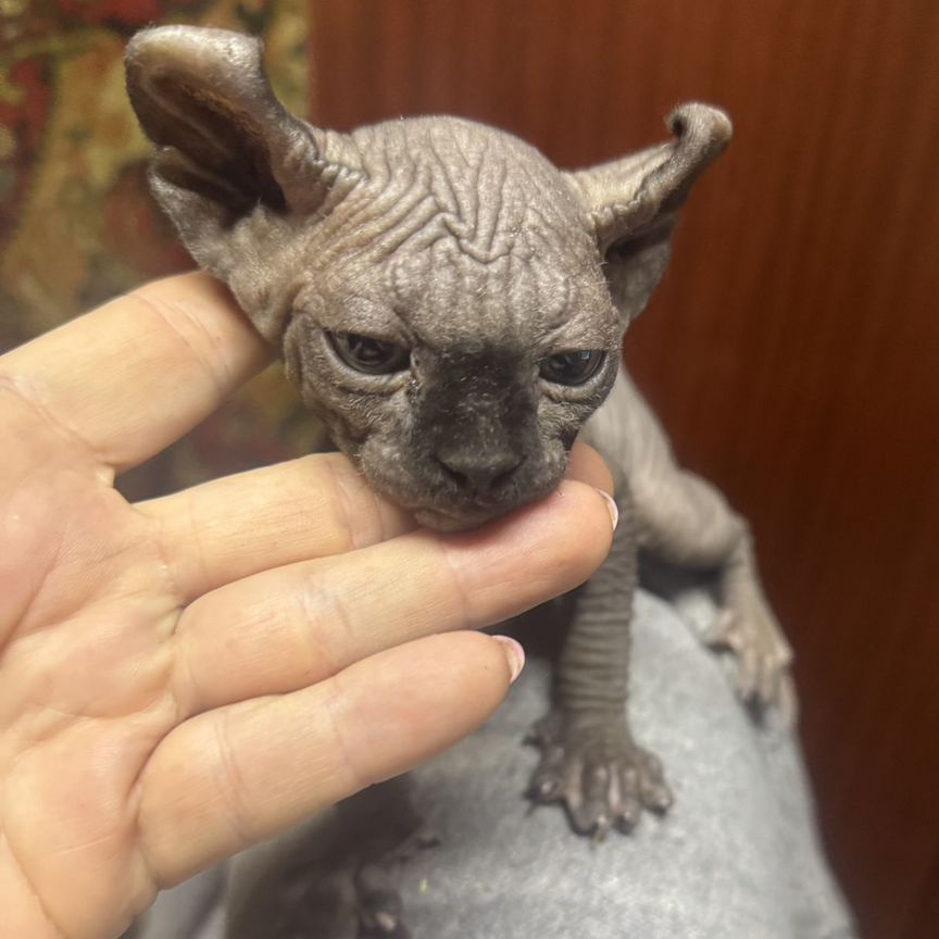 Канадский сфинкс котёнок