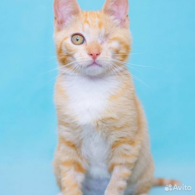 Особенный рыжик котенок в добрые руки