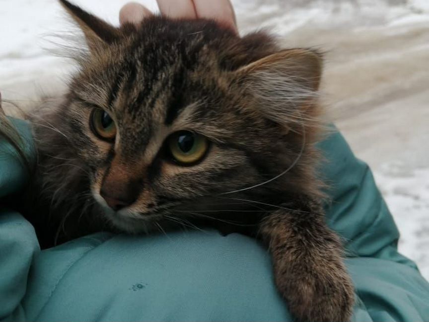 Котята в добрые руки бесплатно, с приданным)