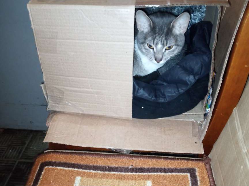 Возьмите домашнюю кошку с улицы