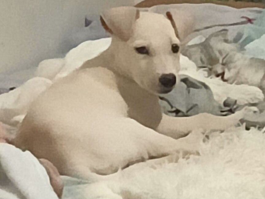 Питбуль мальчик собака