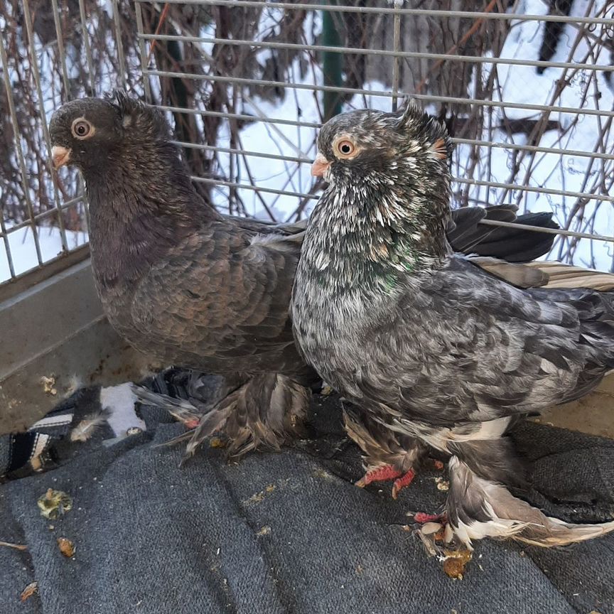 Голуби азиаты