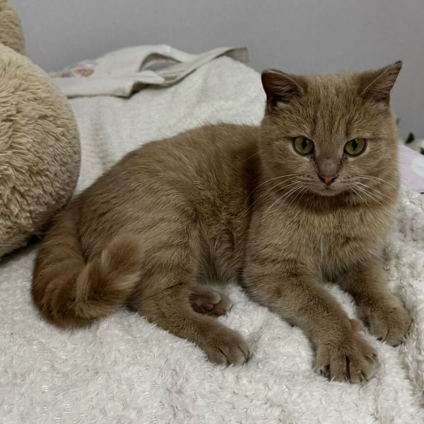 Взрослая кошка в добрые руки