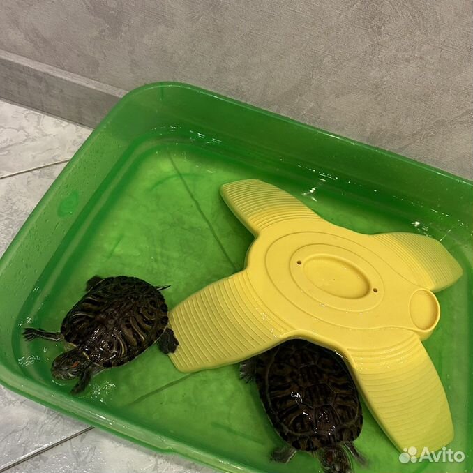 Отдам черепах