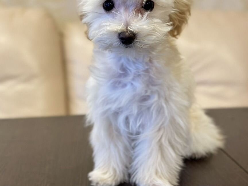 Мальтипу f1 мини девочка