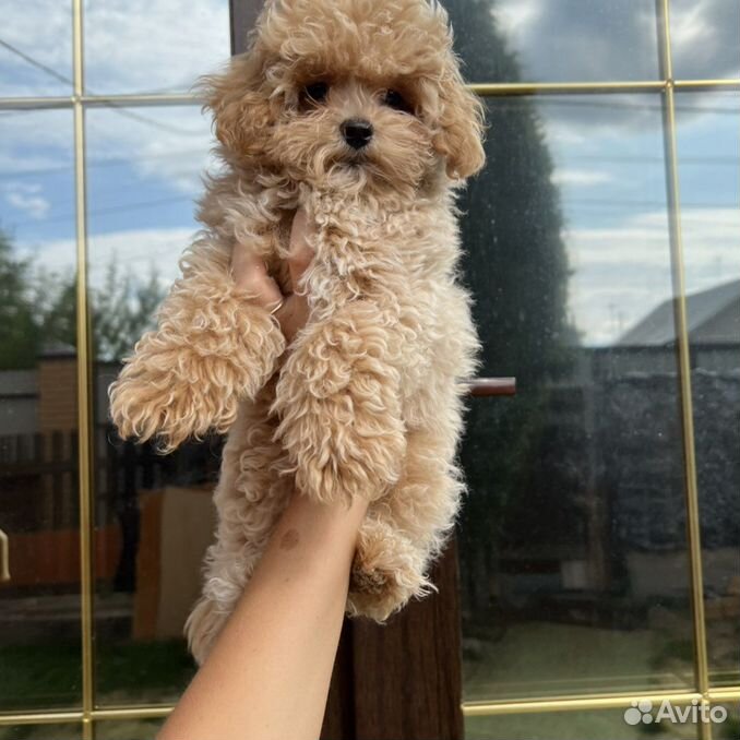 Мальтипу ф1 шикарный мальчик кучеряшка Корея