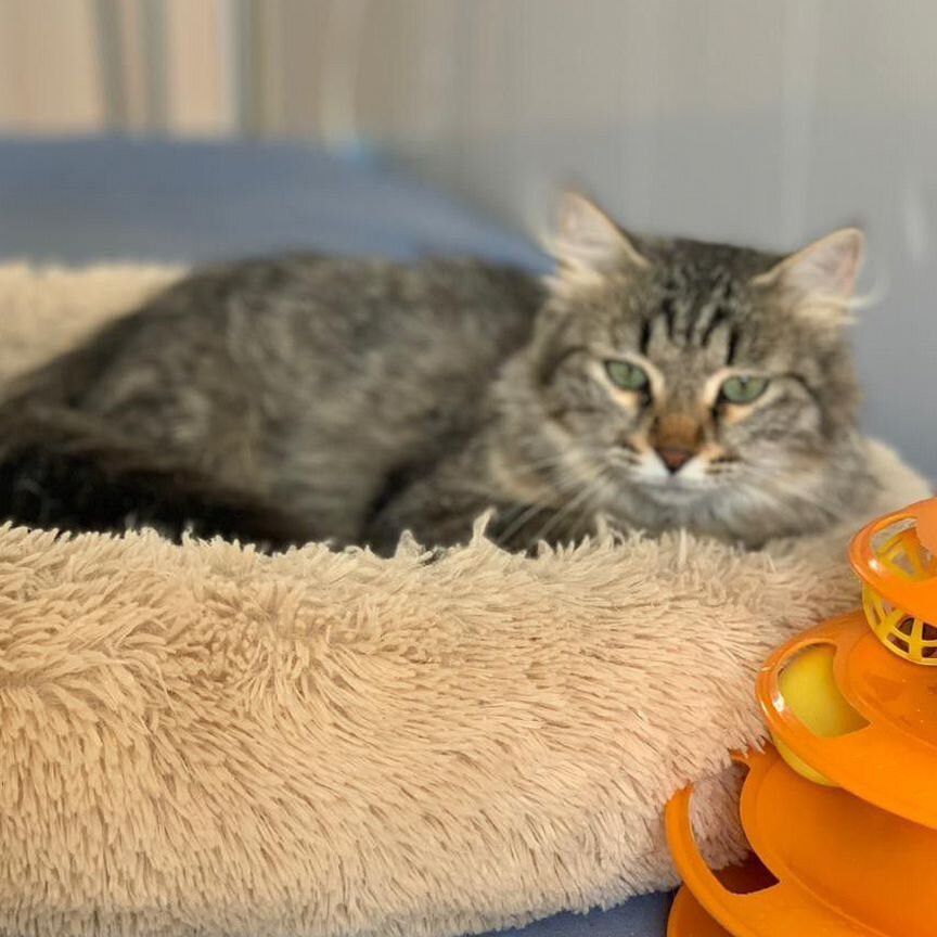 Сибирская. красотка в семью