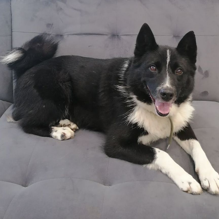 Русско-европейская лайка, взрослая собака