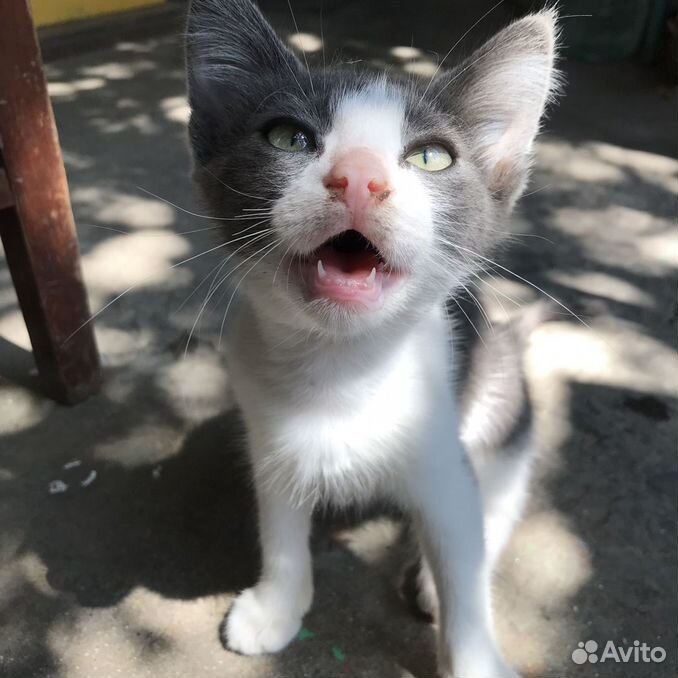 Маленькая киска ищет дом