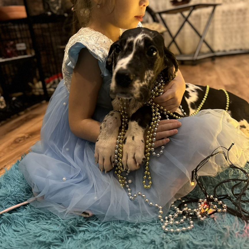 Красавица Тиара