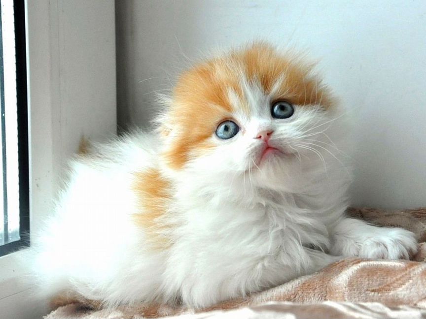 Котенок хайленд фолд