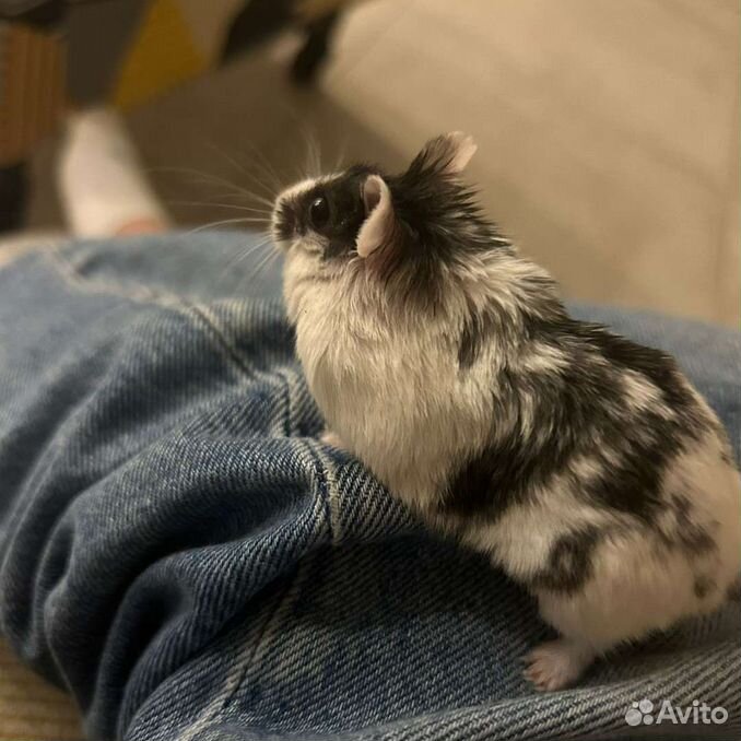 Хомяк в добрые руки