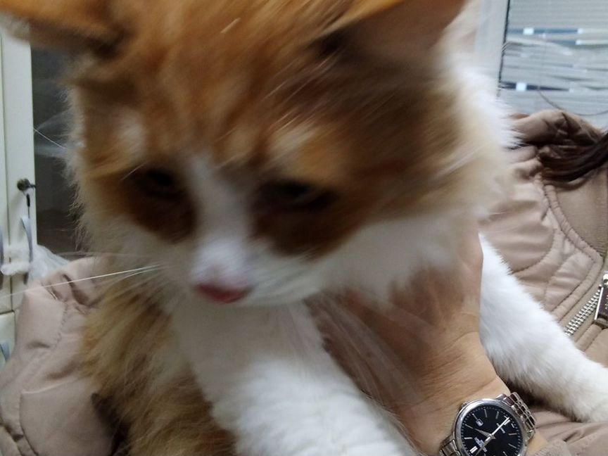 Котику нужен дом