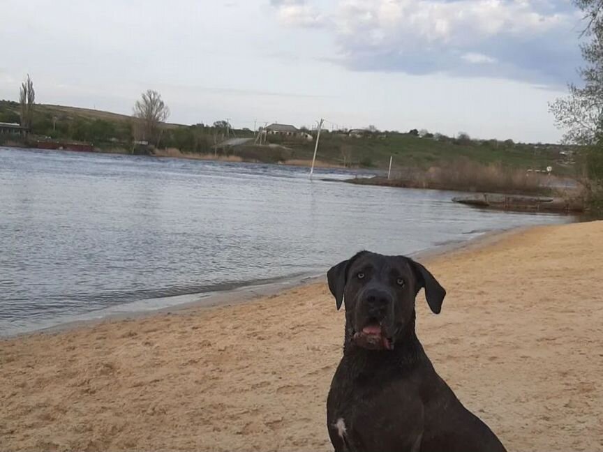 Щенки Кане Корсо