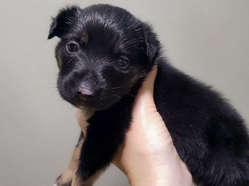 Щенок Черныш в добрые руки