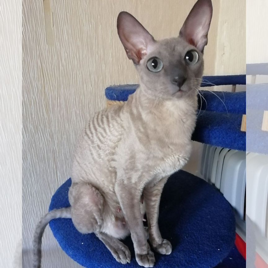Взрослая кошечка Корниш рекс