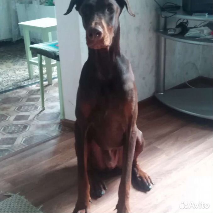 Отдам добермана в хорошие руки