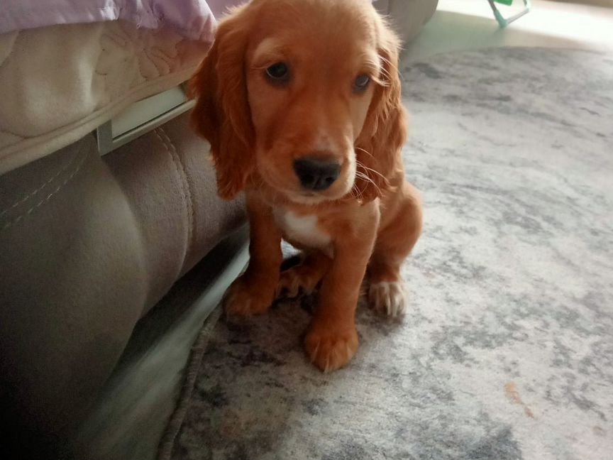 Продам щенка кокер спаниель